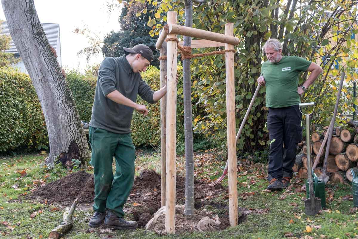 Baumpflanzung | Baumdienst Herkenrath Bonn-Siegburg-Hennef 🌳🌳🌳🌳